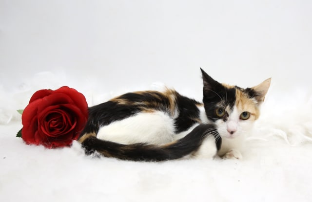 Beautiful Rose-stunning female kitten ALL VET WORK DONE | Cats ...