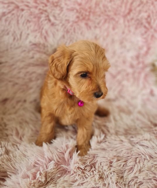 Gorgeous Moodle baby girl last 1 out of 5- 100% DNA clear | Dogs ...