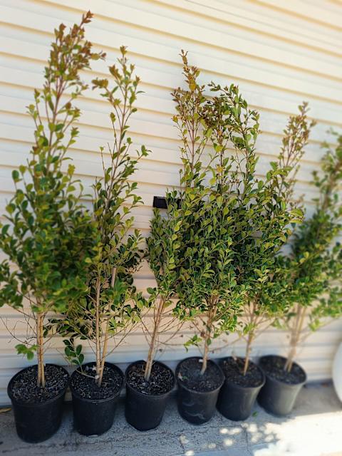 Lilly Pilly backyard bliss outdoor plants ( 1.3/1.4) - Plants in ...