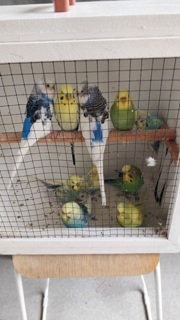 COLOURFUL BUDGIES | Birds | Gumtree Australia Casey Area - Cranbourne ...