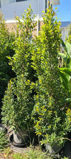 Lilly Pilly Select / 1.4m-1.7 tall / 30cm pot / Tall hedges and windbr ...