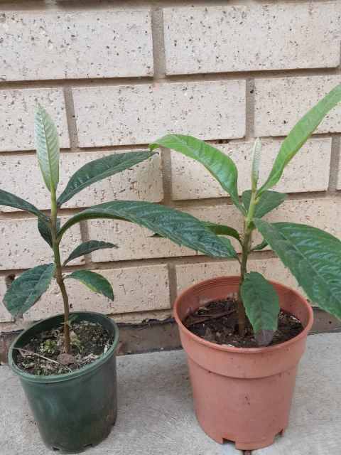 Loquat tree in pot for sale - Plants in Plympton Park SA | Gumtree ...