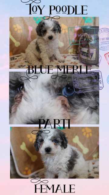 Toy Poodle Parti (DNA Clear) | Dogs & Puppies | Gumtree Australia ...