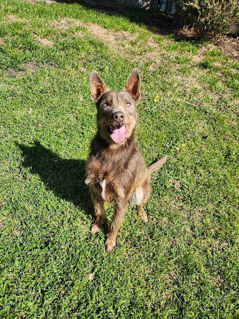 Regretful Sale Male Kelpie Smithfield | Dogs & Puppies | Gumtree ...