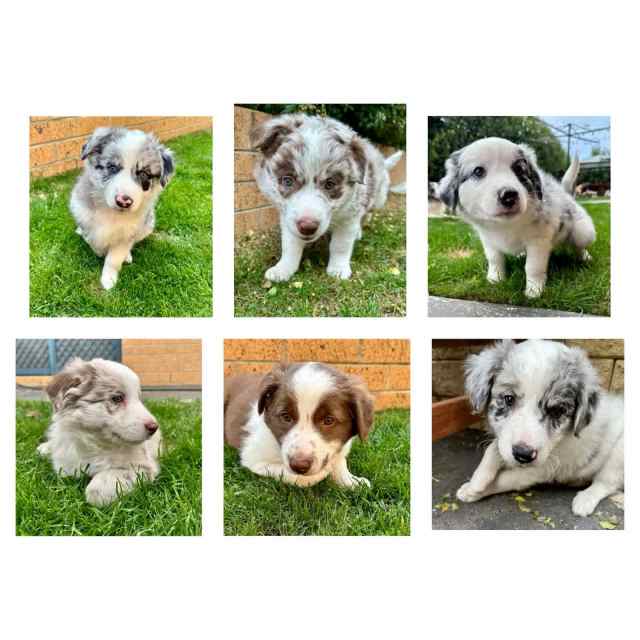 8 week old Border collies PRICE DROPPED TO $2,500 | Dogs & Puppies ...