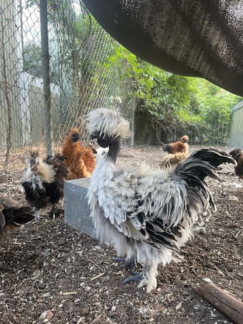 Sizzle chickens(silkie frizzles) Hens, Roos and chicks | Livestock ...