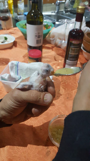 Hand Tamed Baby Budgies | Birds | Gumtree Australia Darebin Area ...