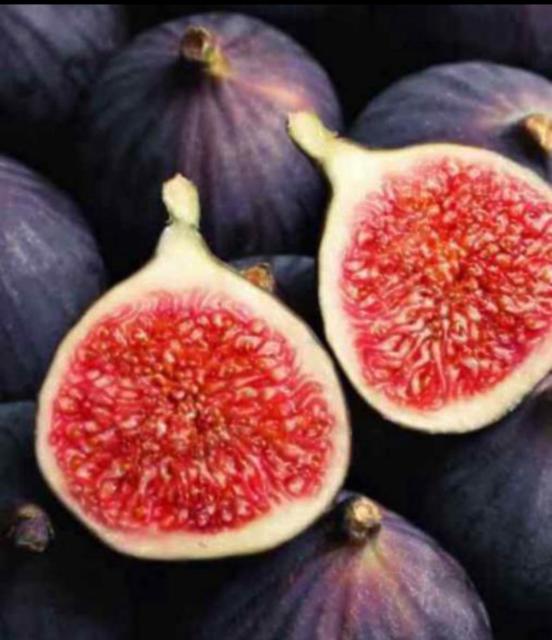 Fig fruit tree - Plants in Greenvale VIC | Gumtree Australia