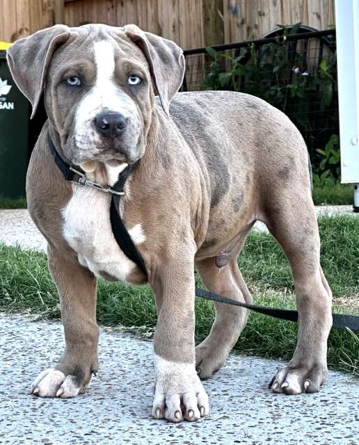 XL American Bully Puppies | Dogs & Puppies | Gumtree Australia Tweed ...