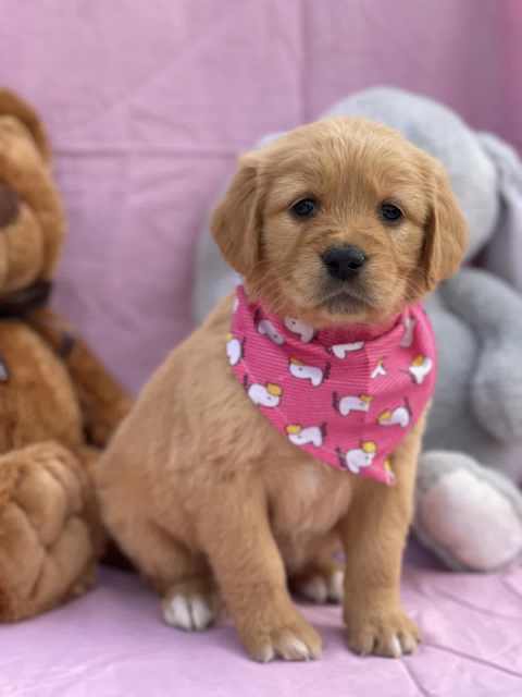 Purebred DNA tested Golden Retriever puppies (ready 16th November ...