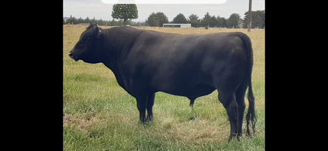 Purebreed Angus Bull | Livestock | Gumtree Australia Macedon Ranges ...