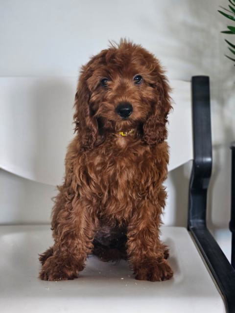 Miniature Cavoodle Puppies (LAST MALE LEFT) | Dogs & Puppies | Gumtree ...