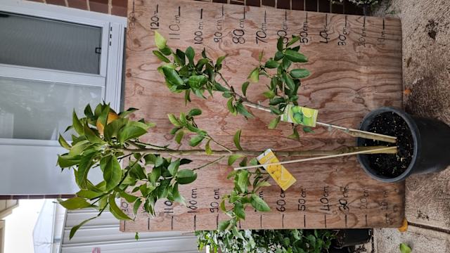 very big fruiting lemon-lime tree in 30cm pot - Plants in Noble Park ...