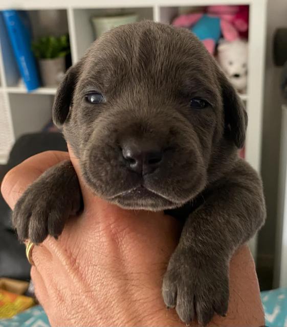 Pure Breed Cane Corso Puppies | Dogs & Puppies | Gumtree Australia ...