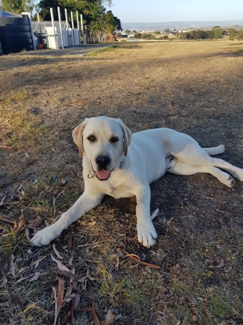 Pure Labrador Retriever puppy needs new home | Dogs & Puppies | Gumtree ...
