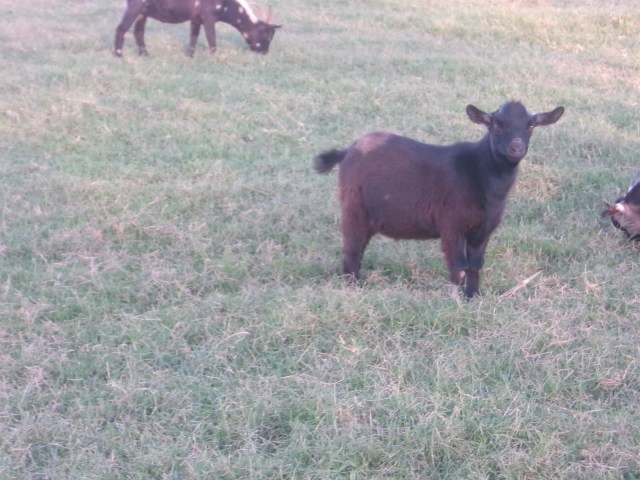 Pygmy Buck and Doe pair | Livestock | Gumtree Australia Dalby Area ...
