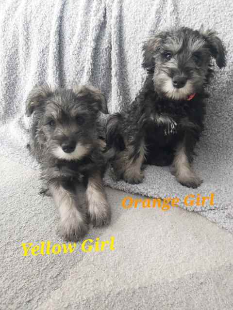 Purebred miniature schnauzer puppies | Dogs & Puppies | Gumtree ...