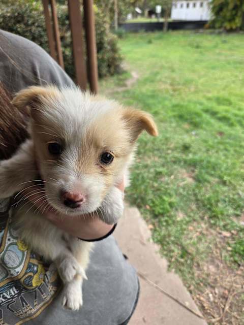 border collie puppies | Dogs & Puppies | Gumtree Australia Caboolture ...