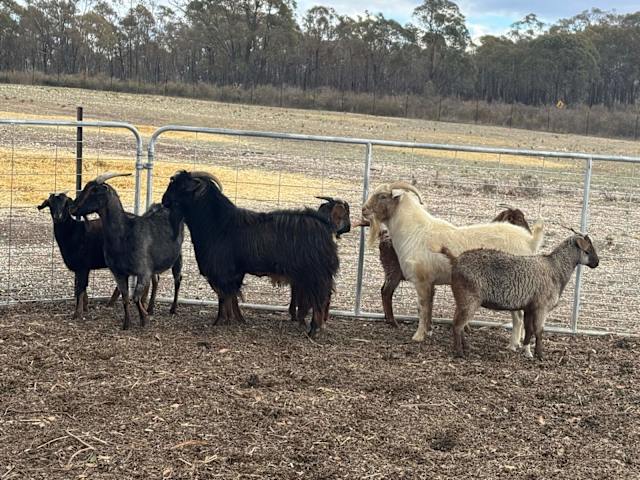 Goats for sale | Livestock | Gumtree Australia Northern Grampians ...