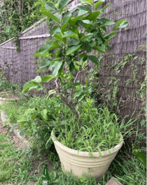 Fruit bearing lemon tree to sell - price reduced | Plants | Gumtree ...