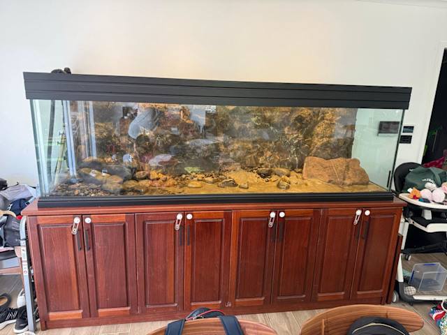 8ft fish tank and solid Kwila/merbau cabinet | Fish | Gumtree Australia ...