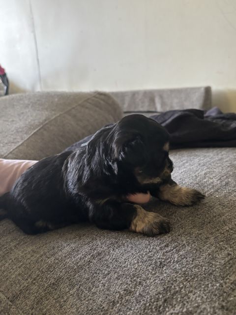 Maltese shihtzu puppies | Dogs & Puppies | Gumtree Australia Latrobe ...