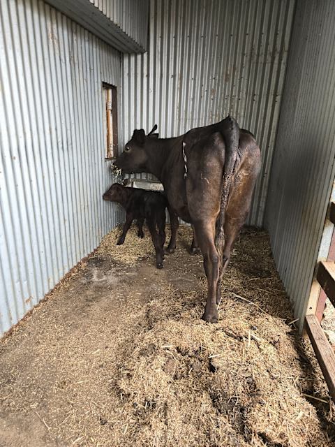 House Cow with bully calf | Livestock | Gumtree Australia Wongan ...