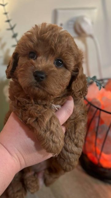 small toy rich ruby red cavoodles ready now 2 boys left | Dogs ...