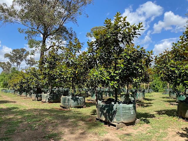 Mature Magnolia Exmouth Trees in 400L & 1000L Bags - Plants in Camden ...