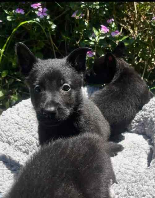 Beautiful pure bred black German shepherd pups dna clear | Dogs ...
