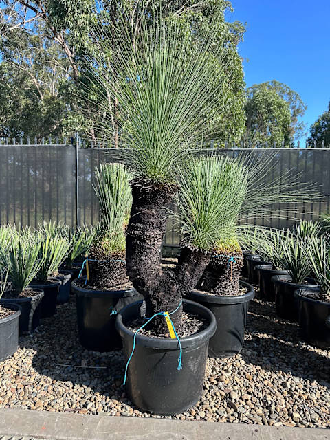 For Sale Xanthorrhoea Glauca (Blue Grass Tree) Y Shape in 500mm Pot ...