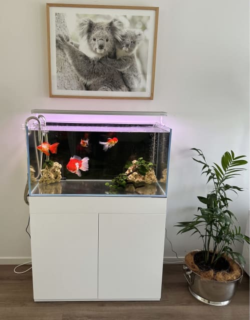 Premium Sapphire Glass Aquarium & Accessories | Fish | Gumtree ...