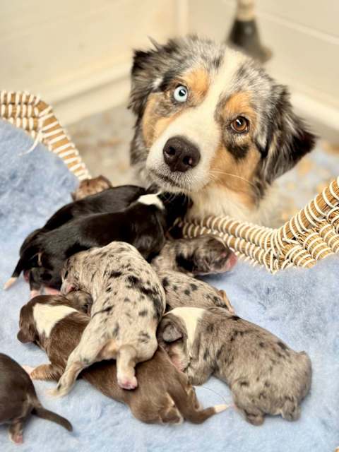 Mini Aussie Cocker - Pretty Spaniel Shepherd Puppies | Dogs & Puppies ...