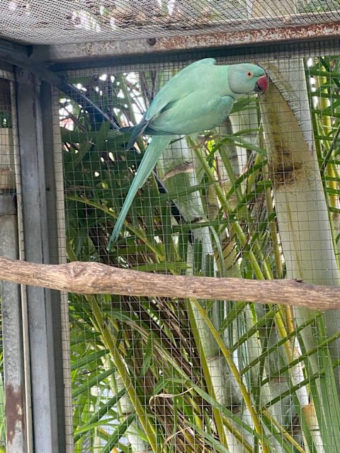 Indian Ringneck, Emerald blue opaline split cleartail cock | Birds | Gumtree Australia Pine ...