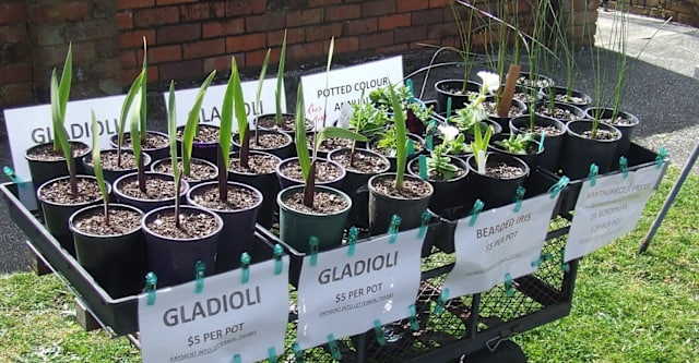 PLANTS SALE- PETUIAS, XANTHORRHEA, GLADIOLII, POLYANTHUS, BEARDED IRIS ...