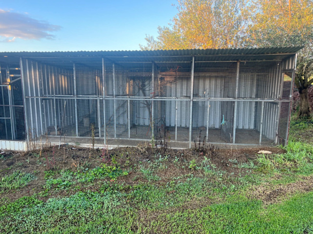 Bird avery large metal | Birds | Gumtree Australia Camden Area - Camden ...