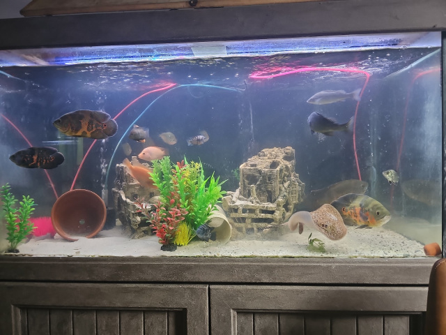 assorted fish | Fish | Gumtree Australia Redcliffe Area - Kippa-ring ...
