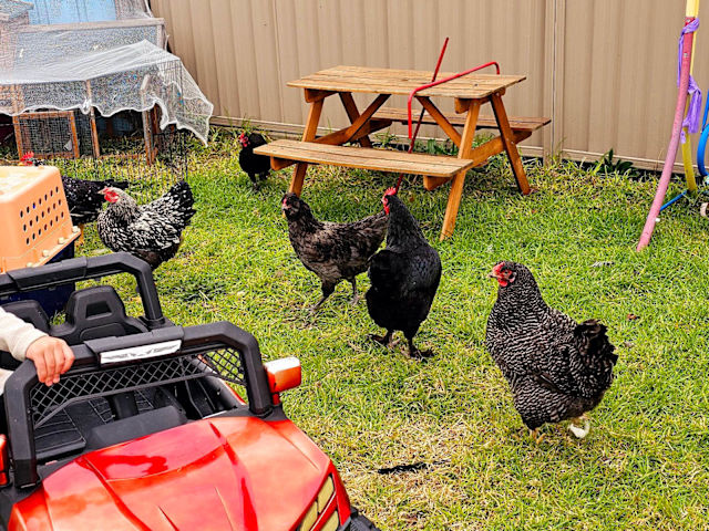 POL Pullets and Laying Hens for sale many breeds available | Livestock ...