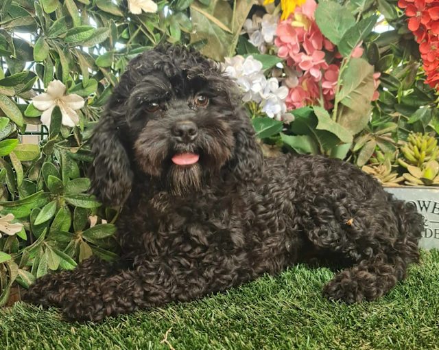 Beautiful Miniature Spoodle Puppy. SUKI is ready to go now. | Dogs ...