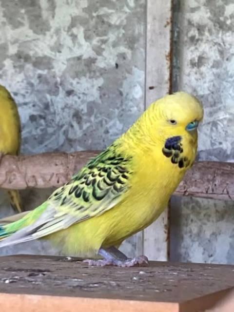 Show Budgies and babies | Birds | Gumtree Australia Mudgee Area ...
