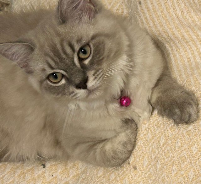 PURE BRED BLUE LYNX MINK ragdoll kitten | Cats & Kittens | Gumtree ...