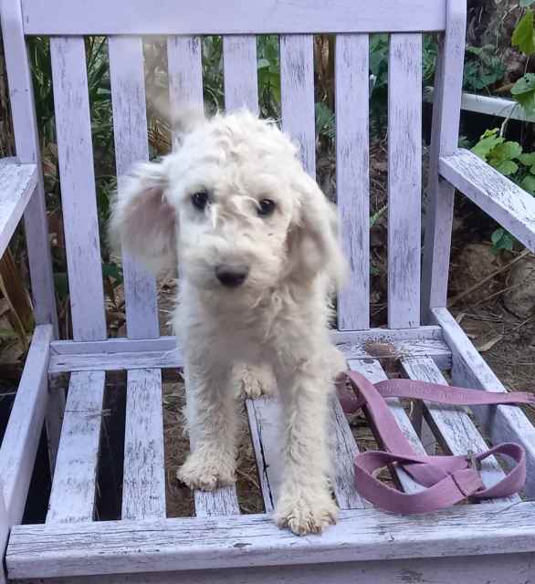 Gorgeous Labradoodle x Toy Poodle Puppies | Dogs & Puppies | Gumtree ...