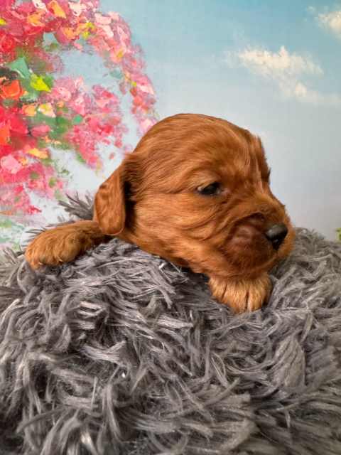 Cavoodle Puppies, first generation | Dogs & Puppies | Gumtree Australia ...