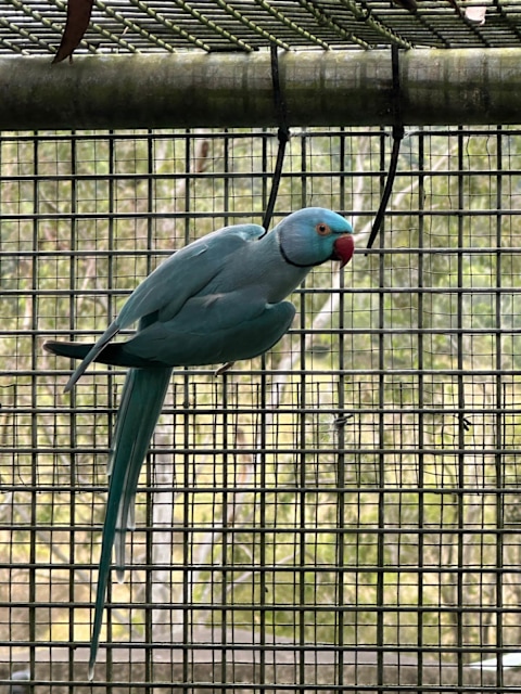 Aviary Birds - Indian ringnecks and Cockatiels | Birds | Gumtree Australia Gold Coast North ...