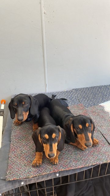 Miniature dash hound | Dogs & Puppies | Gumtree Australia Nowra ...