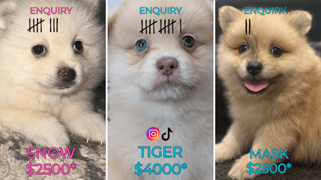 🐾From $2.5k -$4k , Lucky Litter Blue Eyed! Pure Pomeranian Puppies🐾 ...