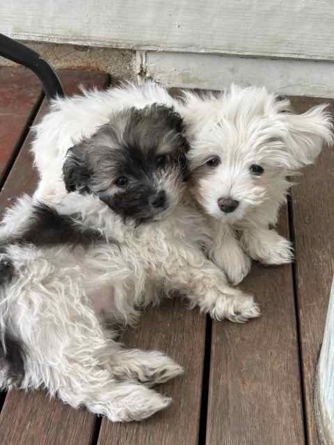 Maltese Shihtzu puppies | Dogs & Puppies | Gumtree Australia Cooma ...