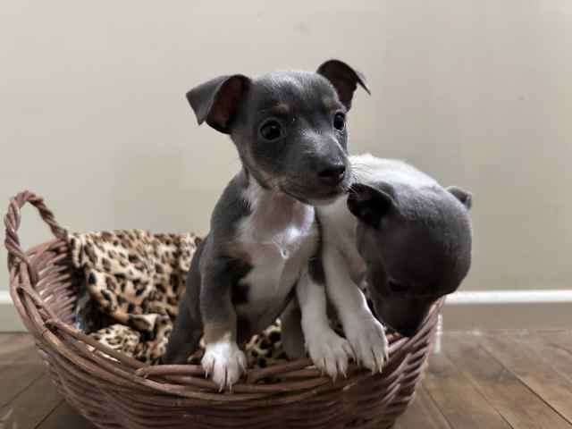 2x pure bred blue mini foxies stumpy and bob tail | Dogs & Puppies ...