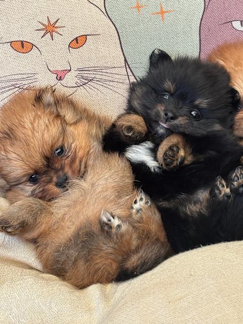 Purebred Teacup Pomeranian - Teddy Faced Tiny Puppies! - DNA CLEAR ...