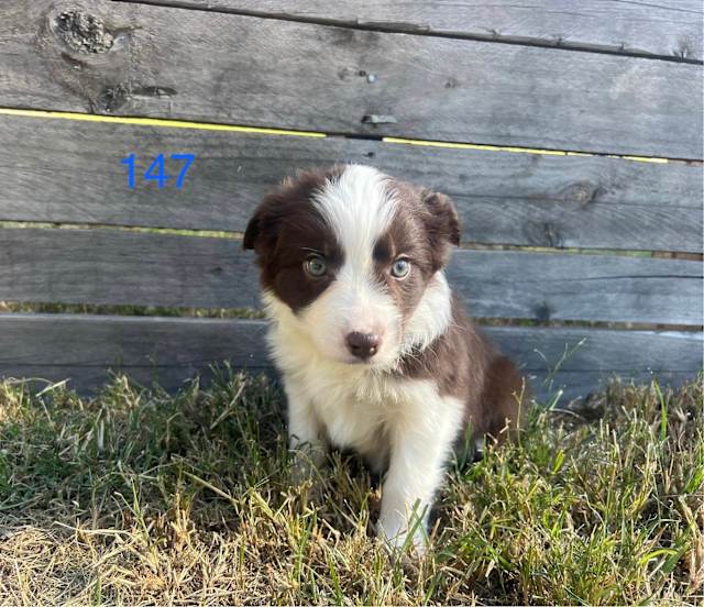Merle Long hair border collies | Dogs & Puppies | Gumtree Australia ...